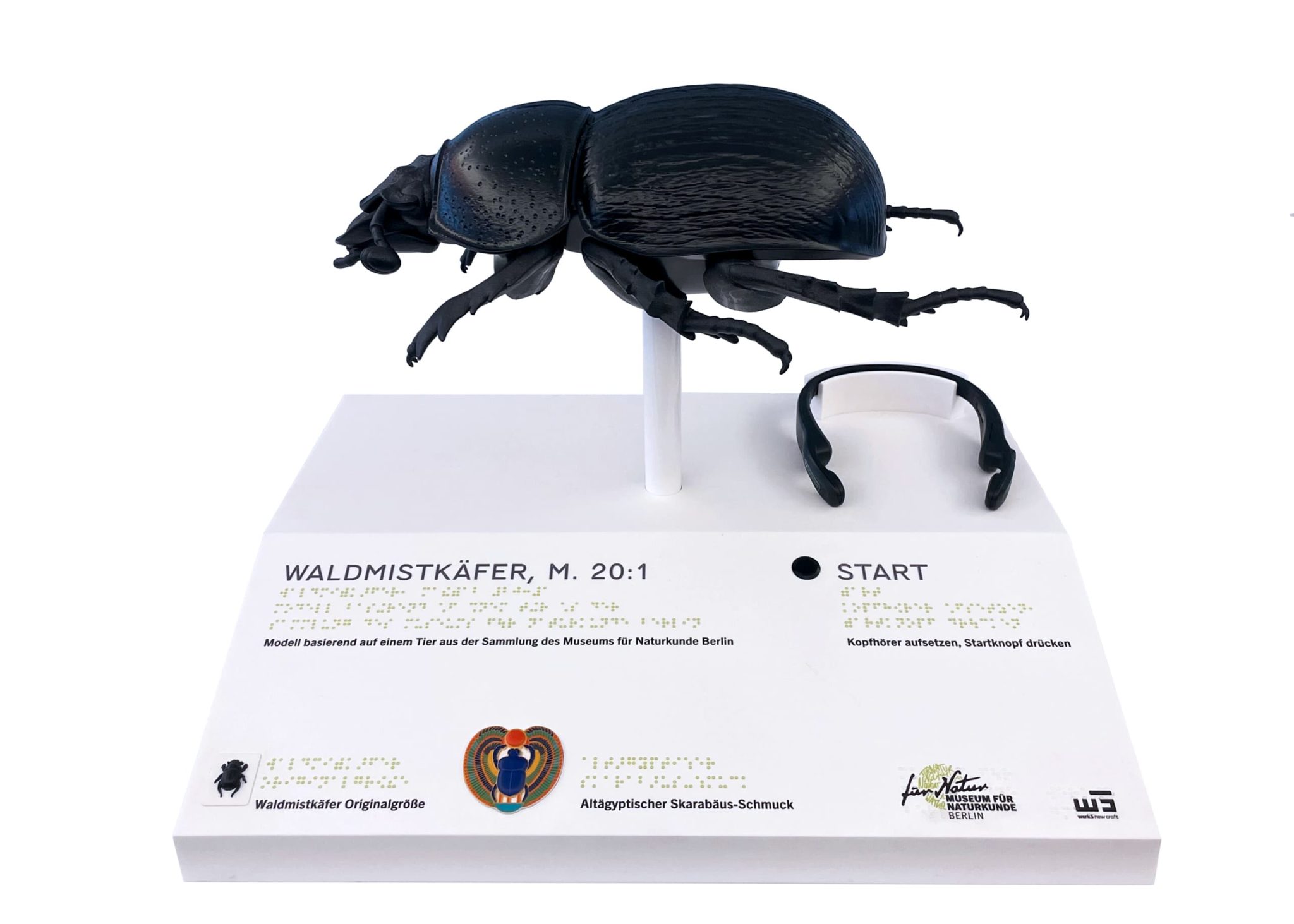 Dor beetle | Responsive tactile model – werk5