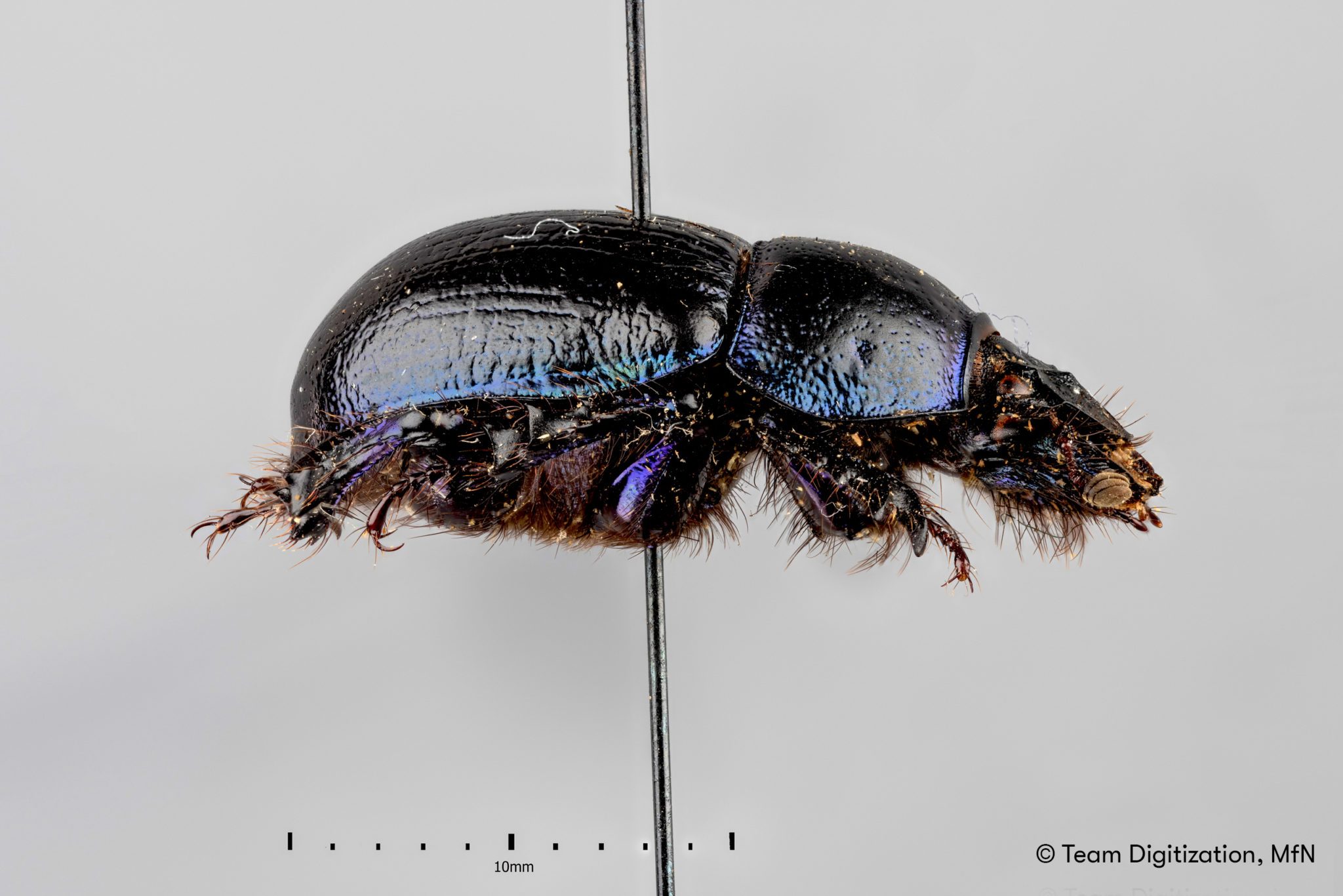 Dor beetle | Responsive tactile model – werk5